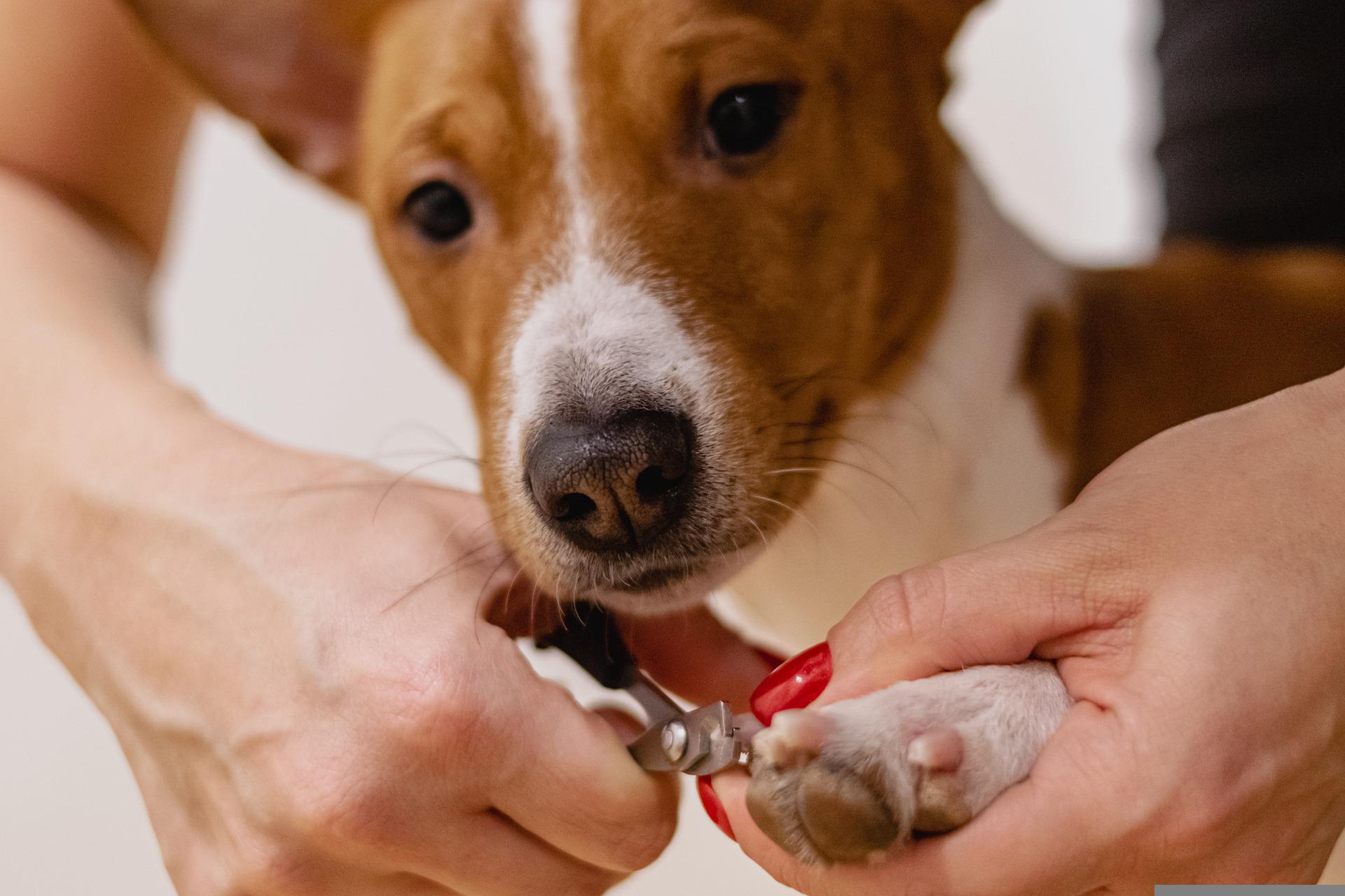 Contact Us – Spoiled Rotten Pet Spa