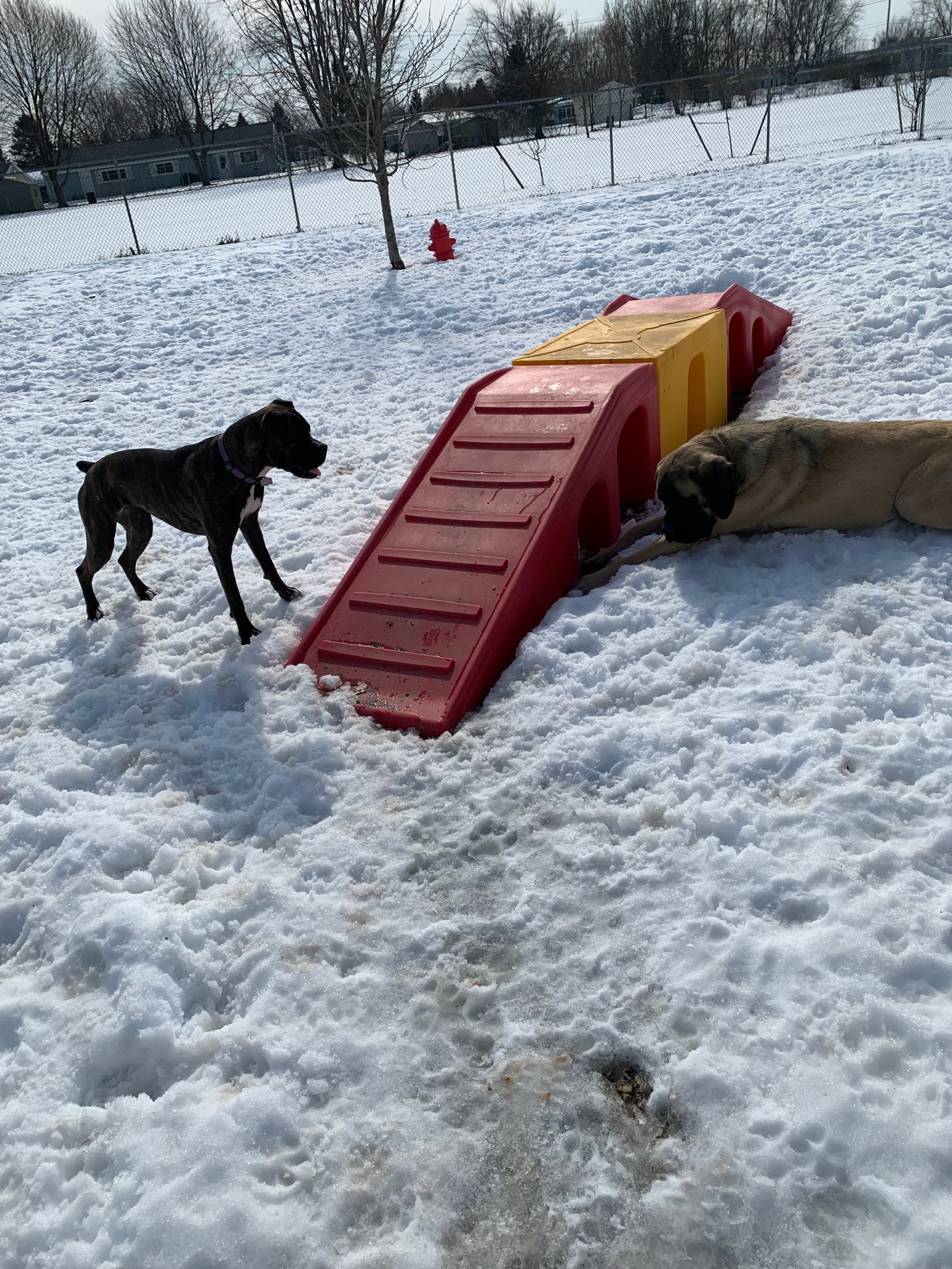 Gallery – Spoiled Rotten Pet Spa