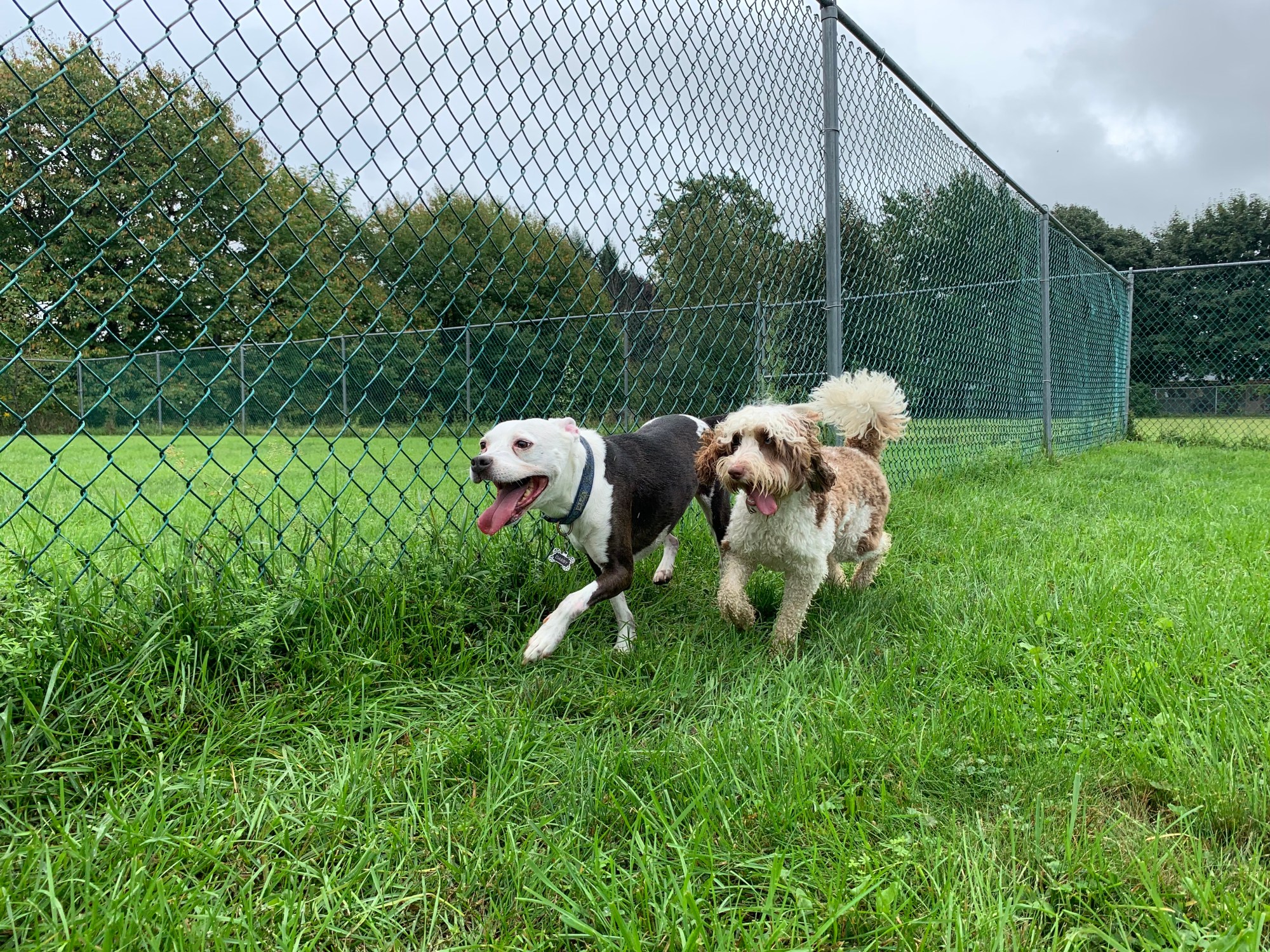 Gallery – Spoiled Rotten Pet Spa